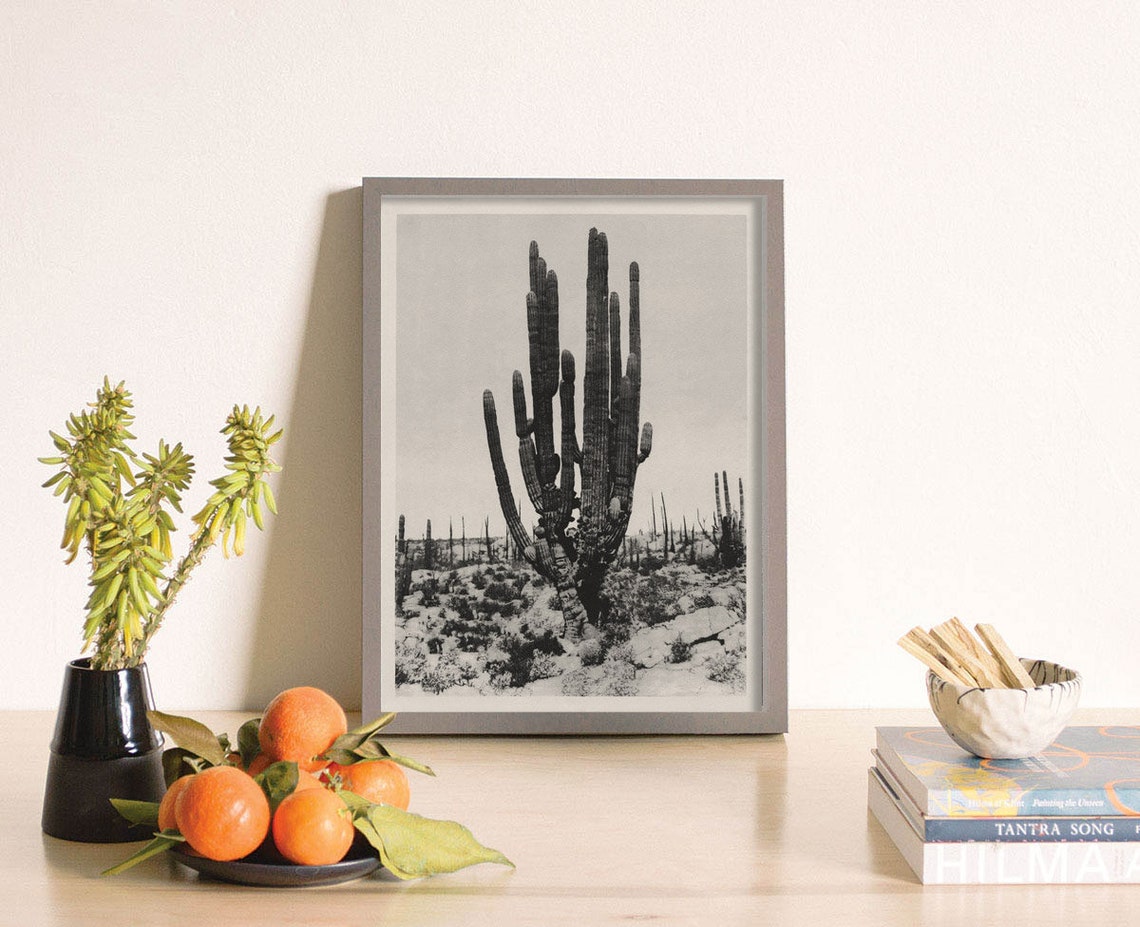 Vintage Cactus Print Cactus Poster Cactus Wall Art - Etsy