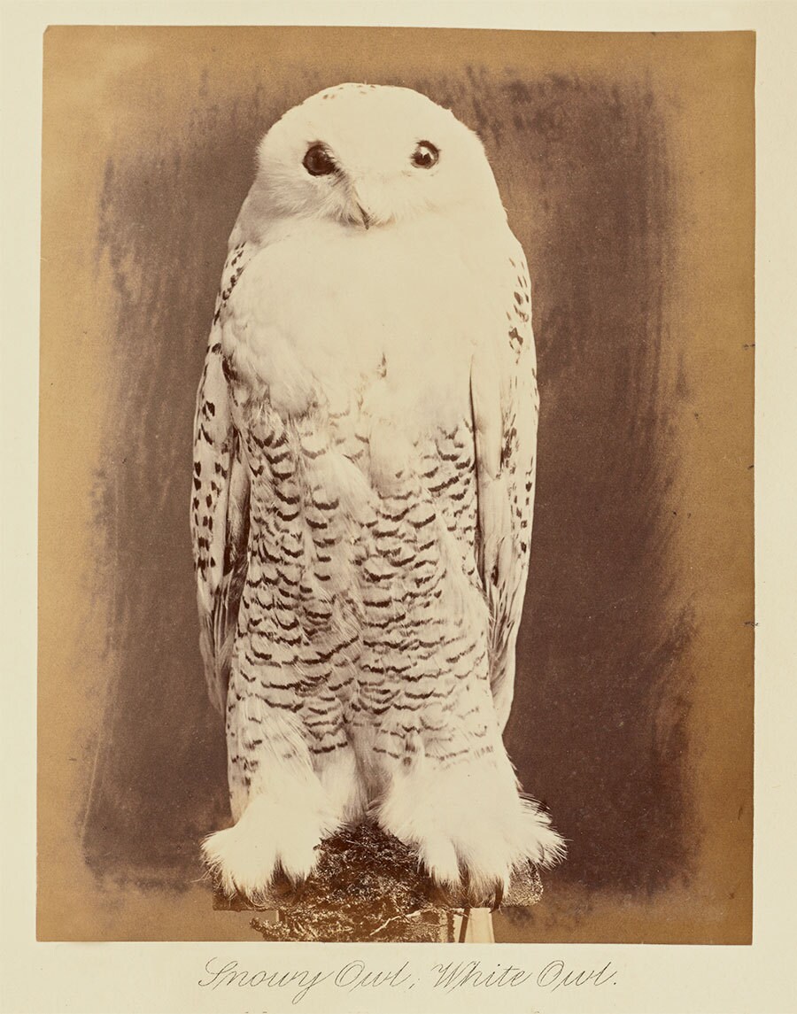 Owl Art Print Wall Art Owl Antique Owl Cabin Art Vintage | Etsy