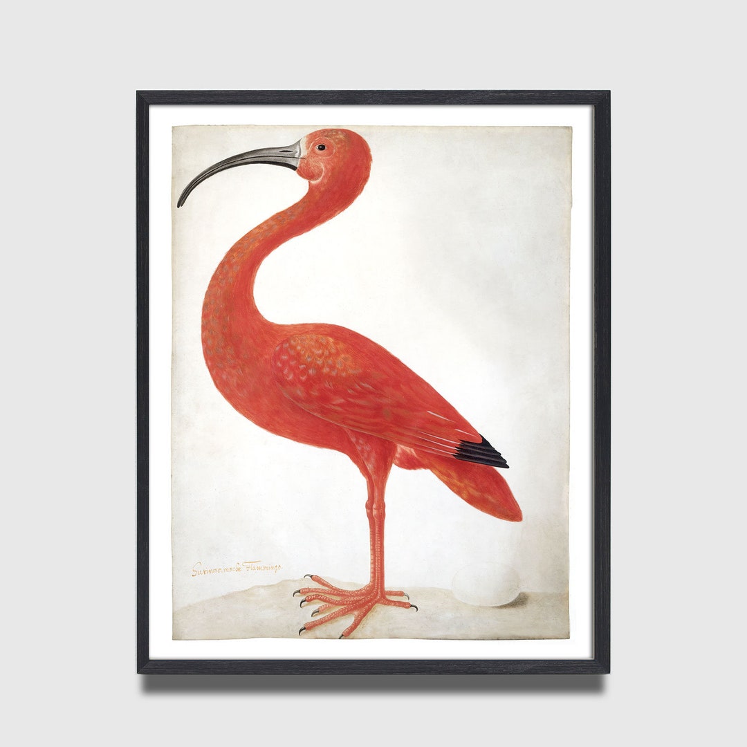 Pink Flamingo Art | Red Ibis Bird Flamingo Print | Hollywood Regency ...