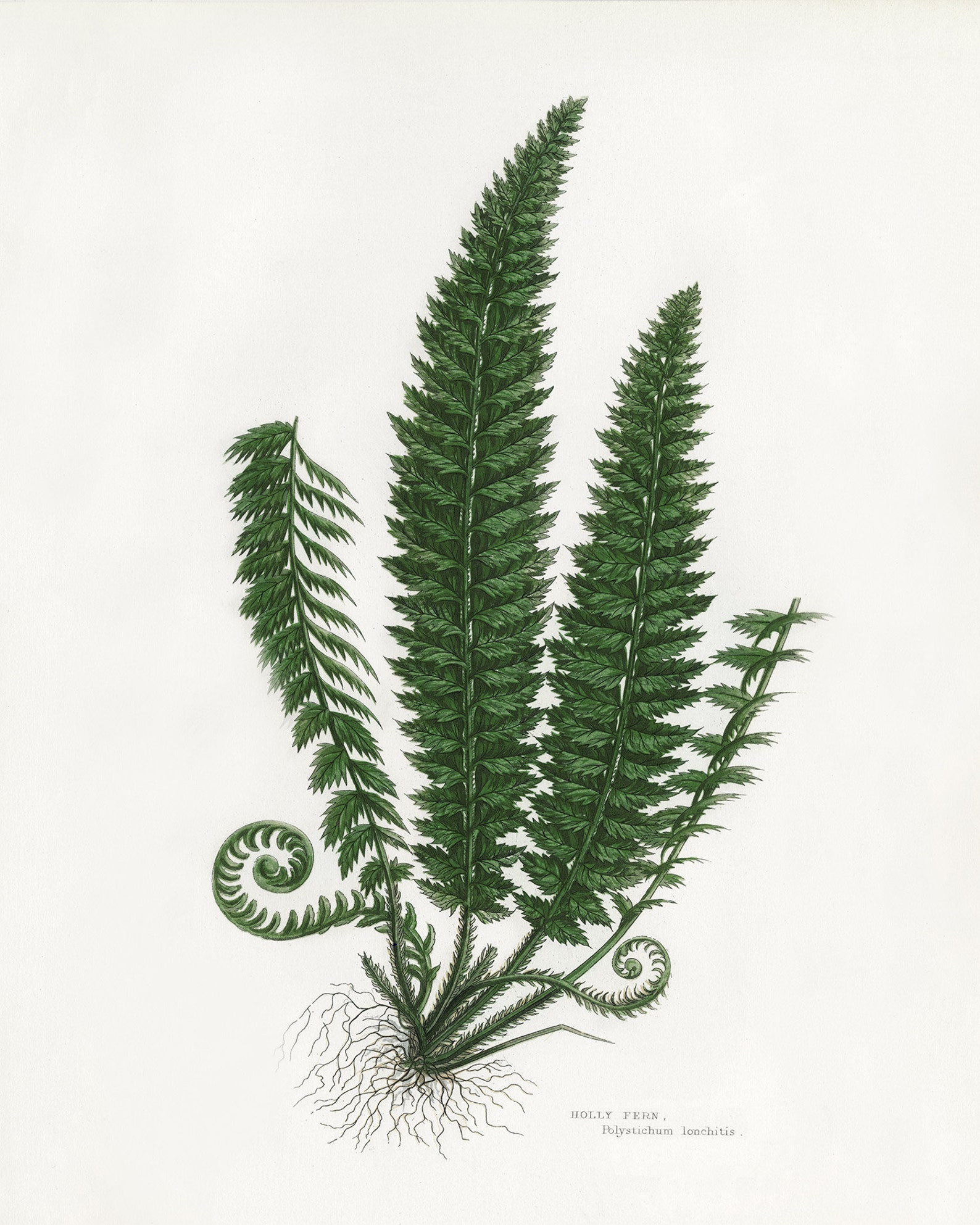 Botanical Print Set of 3 Fern Print Set Set of Fern Prints - Etsy