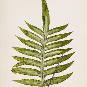 Fern Print Set, Fern Prints Set of 8, Set of 8 Fern Prints, Botanical ...