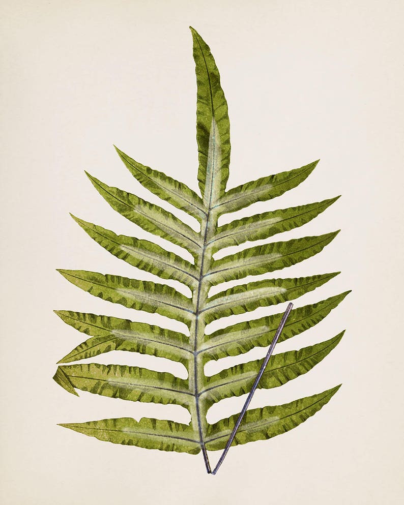 Fern Print Set Fern Prints set of 8 set of 8 fern prints | Etsy