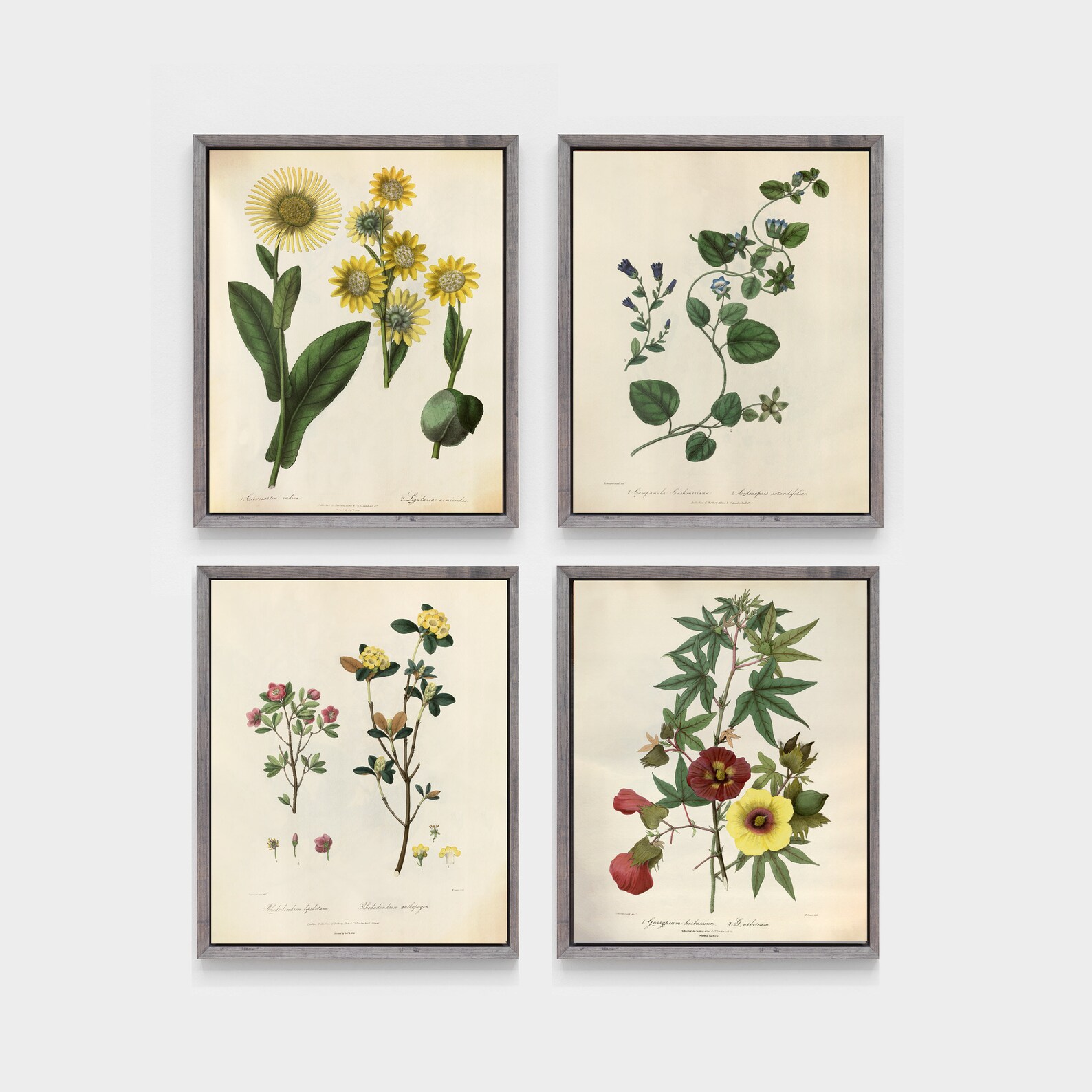 Farmhouse Botanical Print Set Set of 4 Botanical Prints - Etsy