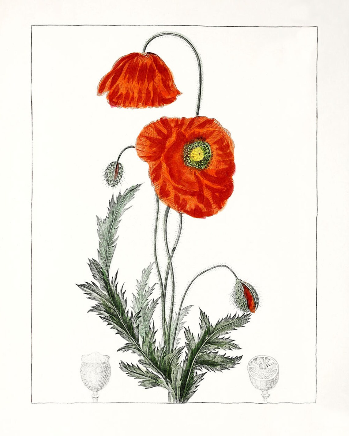 Orange Poppy, Victorian Poppy, Antique Botanical, Victorian, Vintage ...