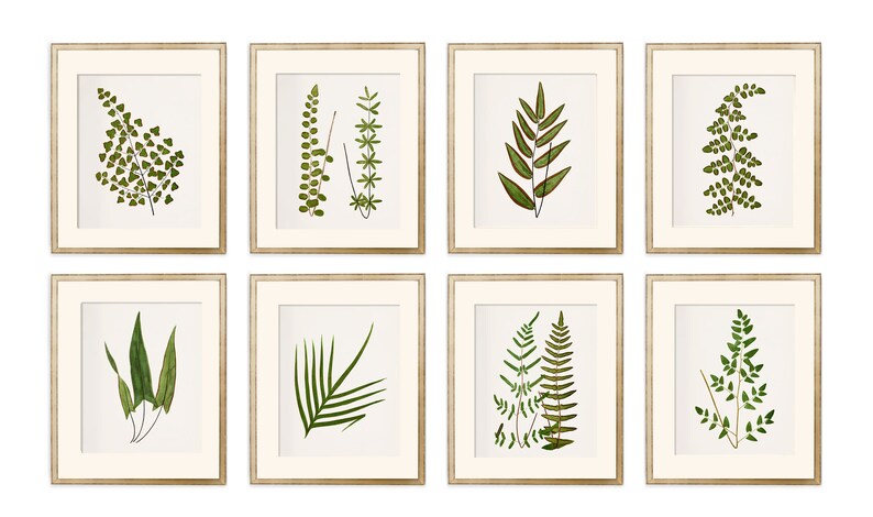Fern Print Set Fern Prints Set of 6 or 8 Fern Prints - Etsy