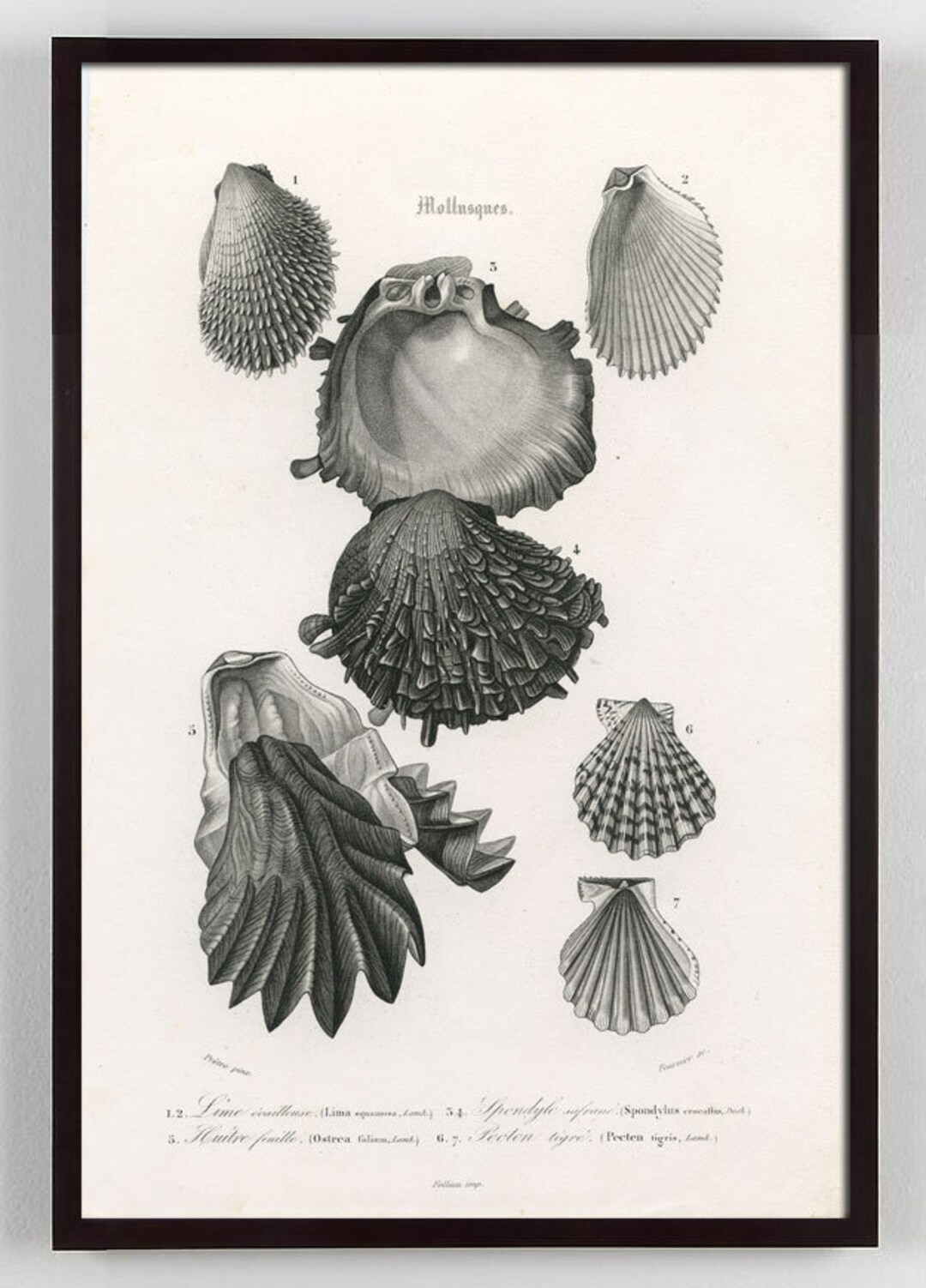 Black and White Sea Shells Antique Print, Vintage Victorian Mollusk ...