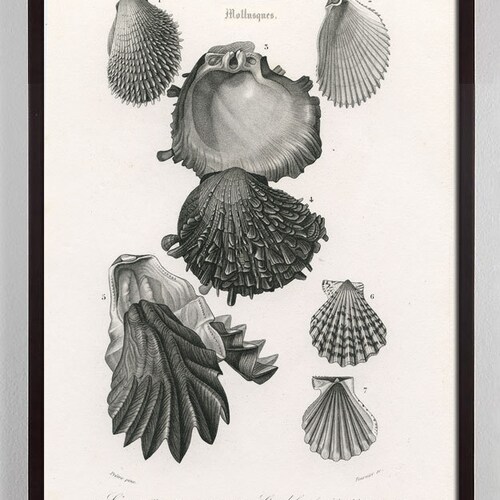 Sea Shell Print Sea Shell Art Black and White Sea Shells - Etsy