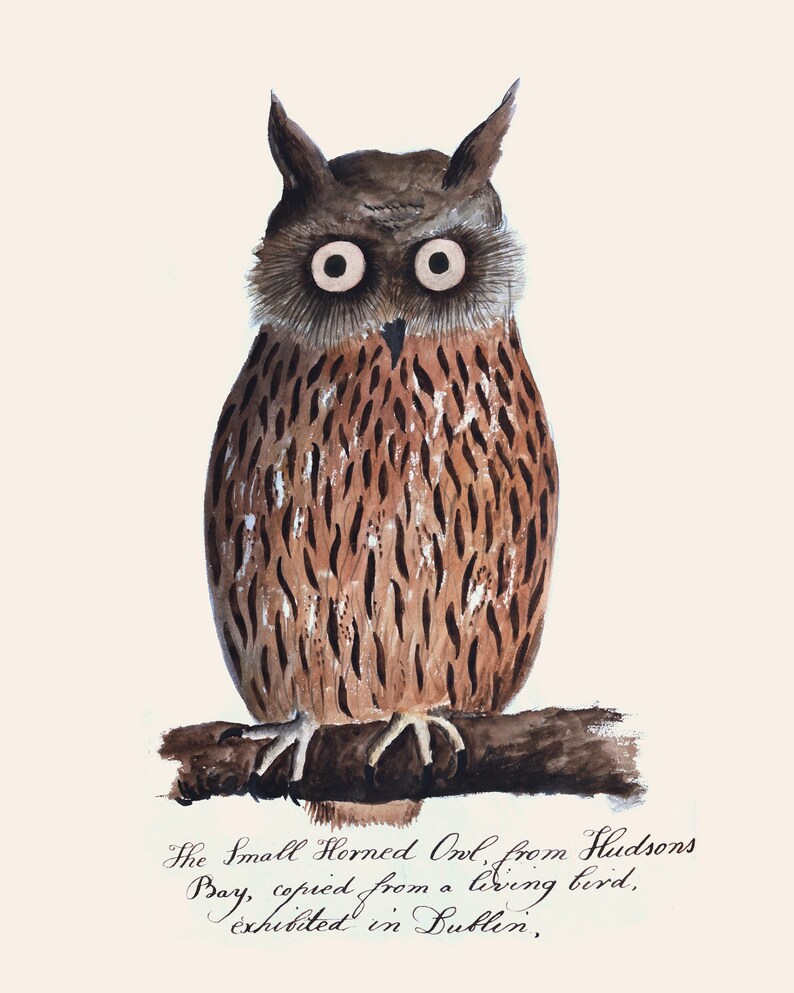 Vintage Owl Drawing Antique Horned Owl Painting Print - Etsy