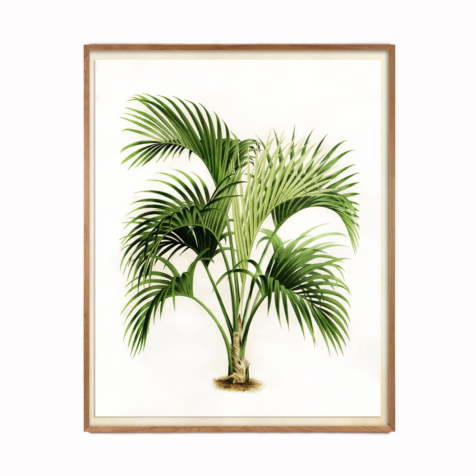 Palm Leaf Botanical Art Set Palm Fronds Palm Leaf Print - Etsy