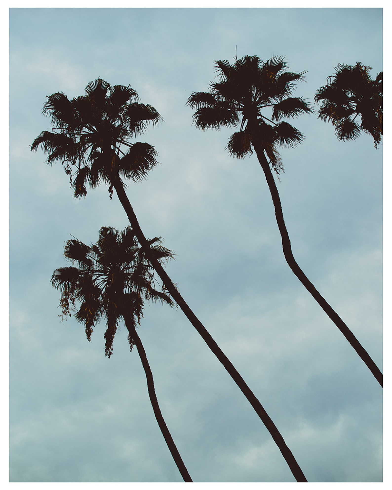 Colorful Palm Tree Art, Palm Tree Photography, Minimalist Photography ...