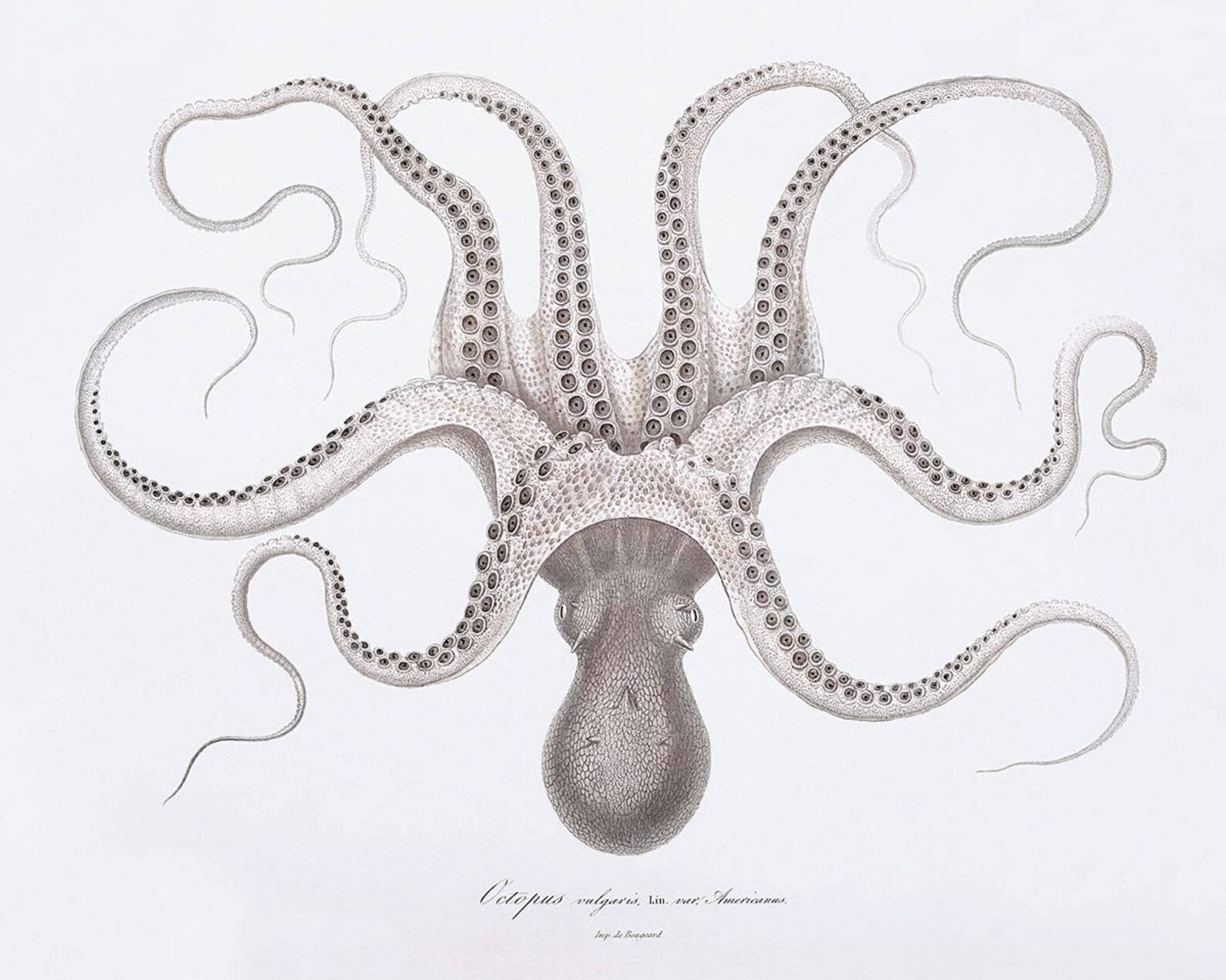 Octopus Art Octopus Poster Octopus Print Giant Octopus | Etsy