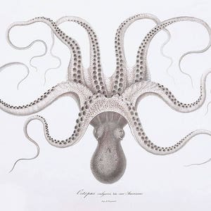 Octopus Art, Octopus Poster, Octopus Print, Giant Octopus Poster ...