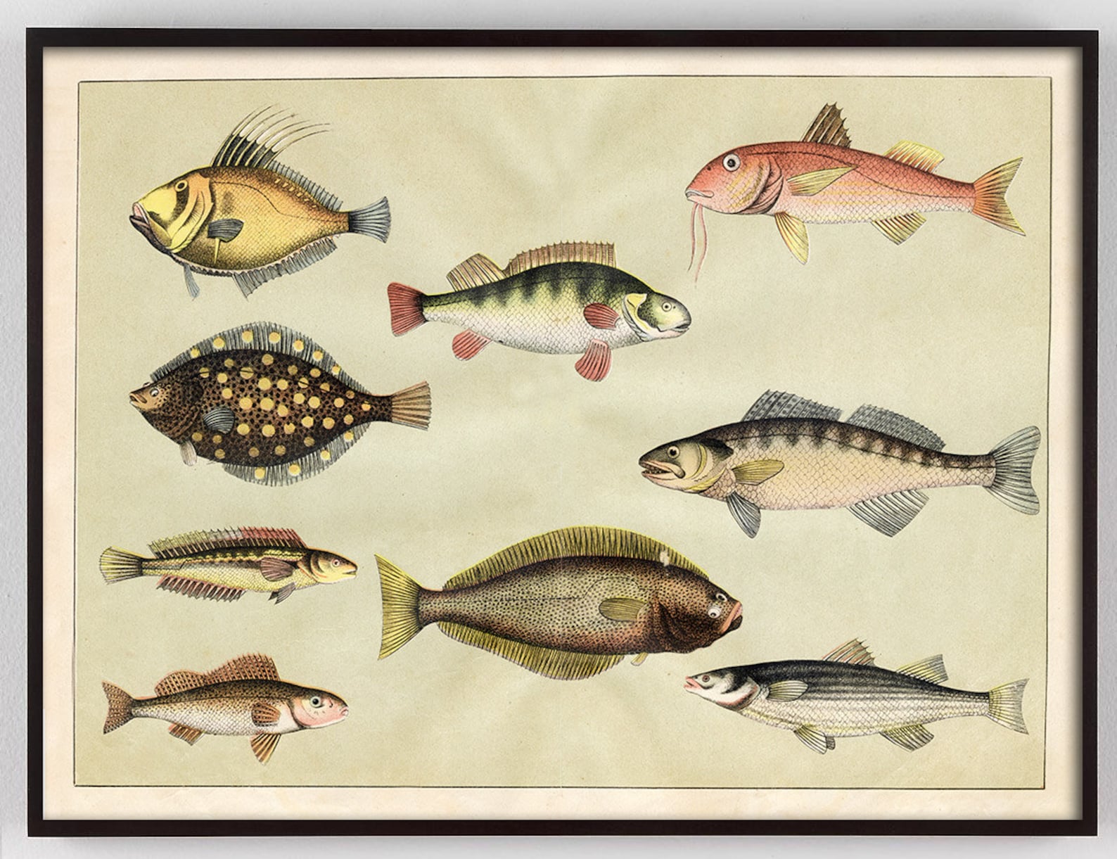 Vintage Fish Print Colorful Fish Angler Art Victorian Fish | Etsy