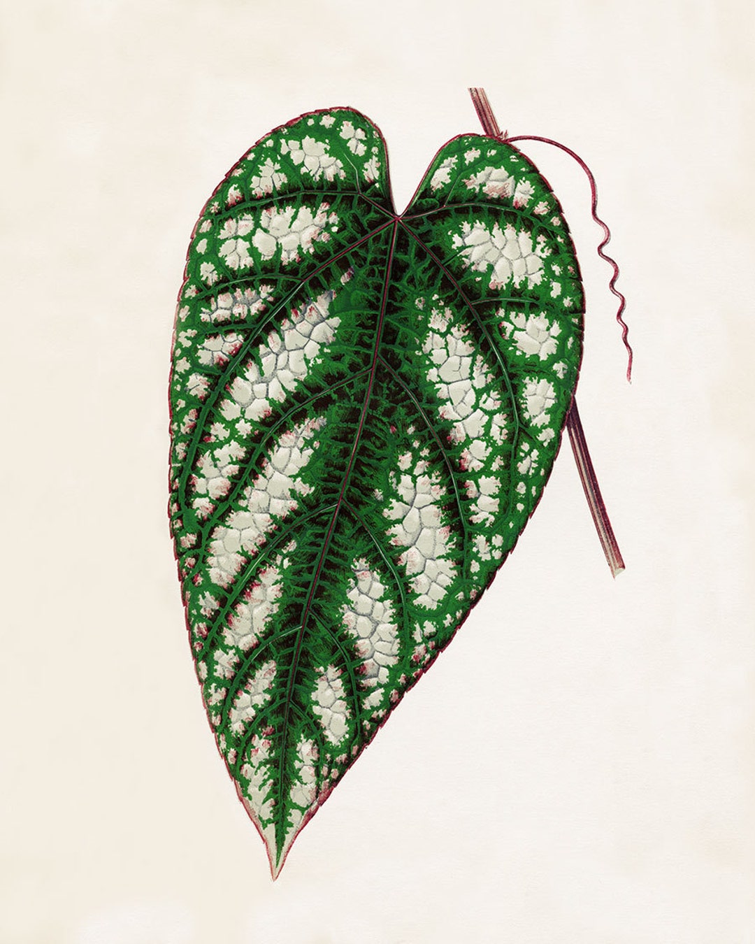 Antique Botanical Print of Plant Greenery and Leaf on Beautiful Fine ...