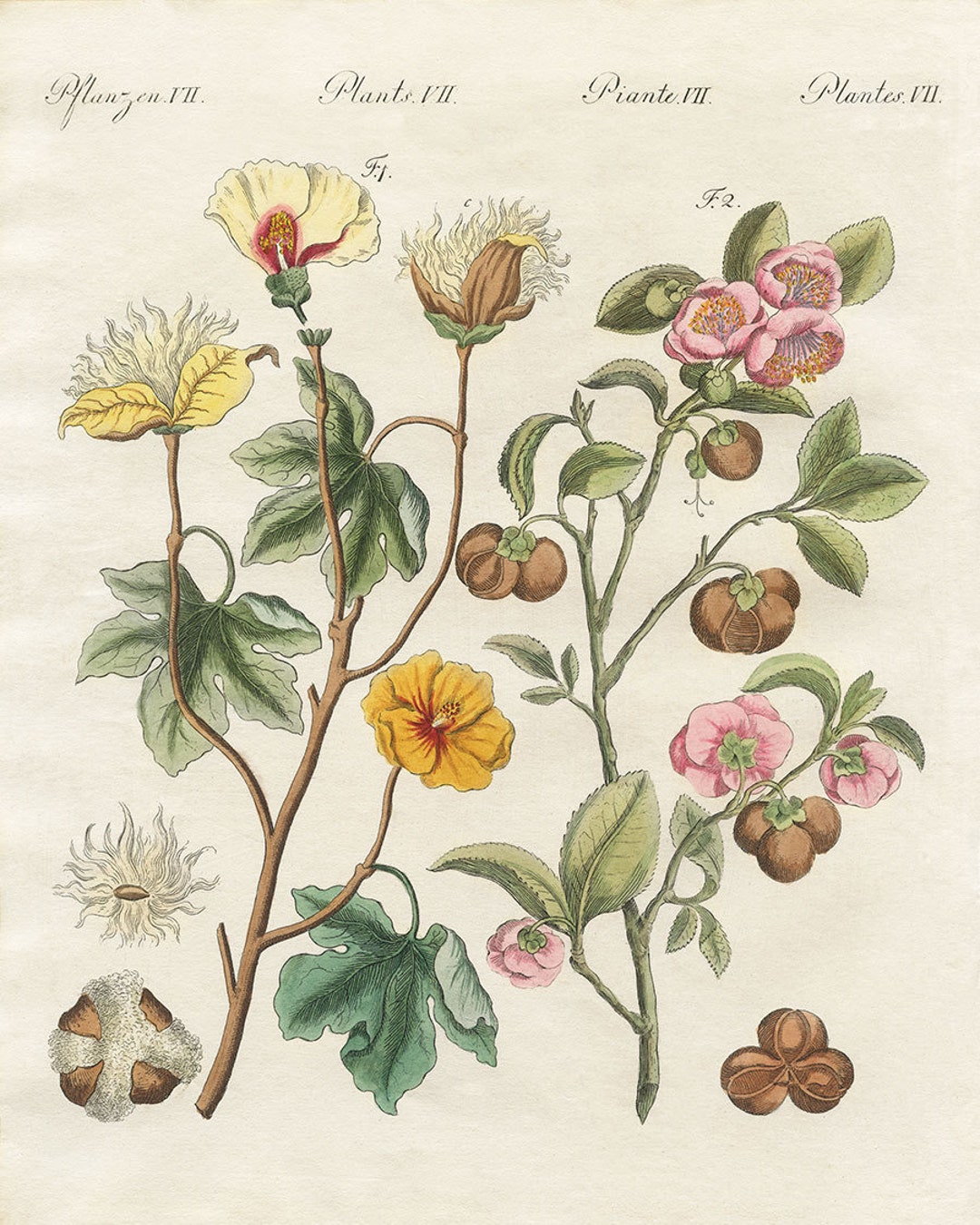 Antique Botanical Print, Gift for Plant Lover, Vintage Botanical ...