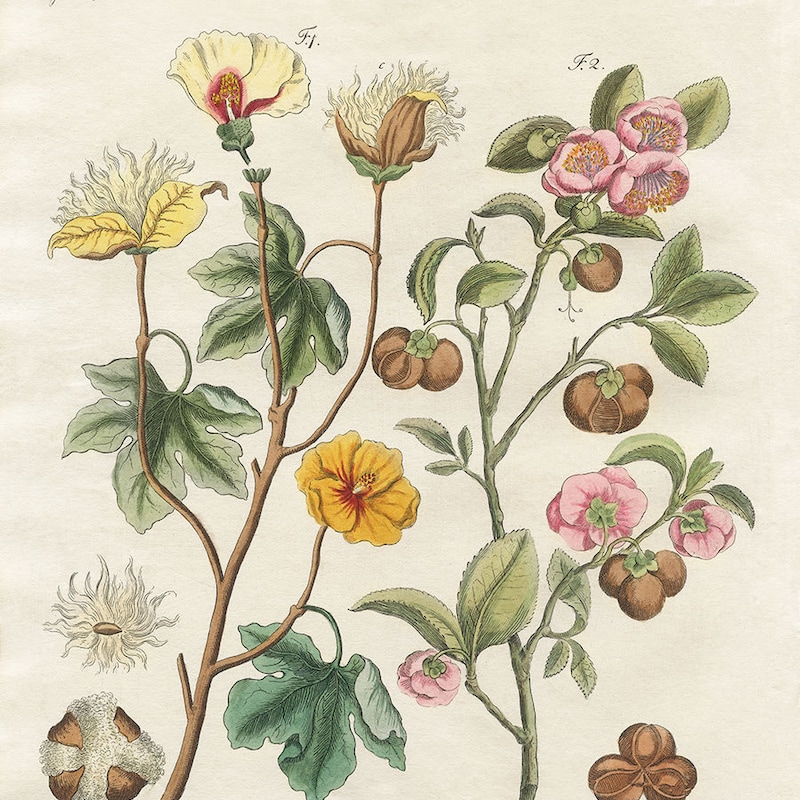 Antique Botanical Prints - Etsy