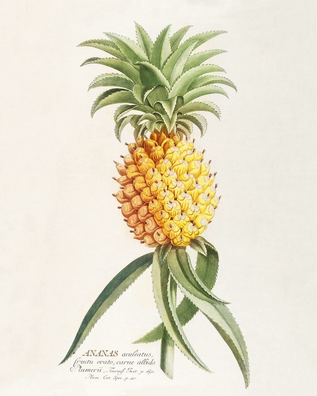 Pineapple Art | Pineapple Art Print | Pineapple Wall Art | Hollywood ...