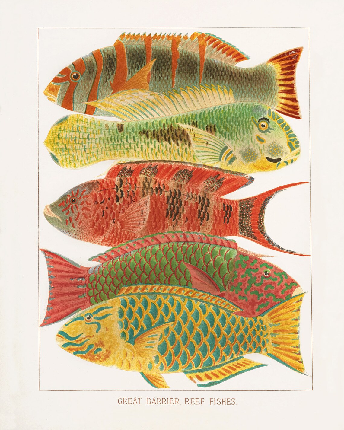 Colorful Bright Art Tropical Fish Art Vintage Fish Print | Etsy