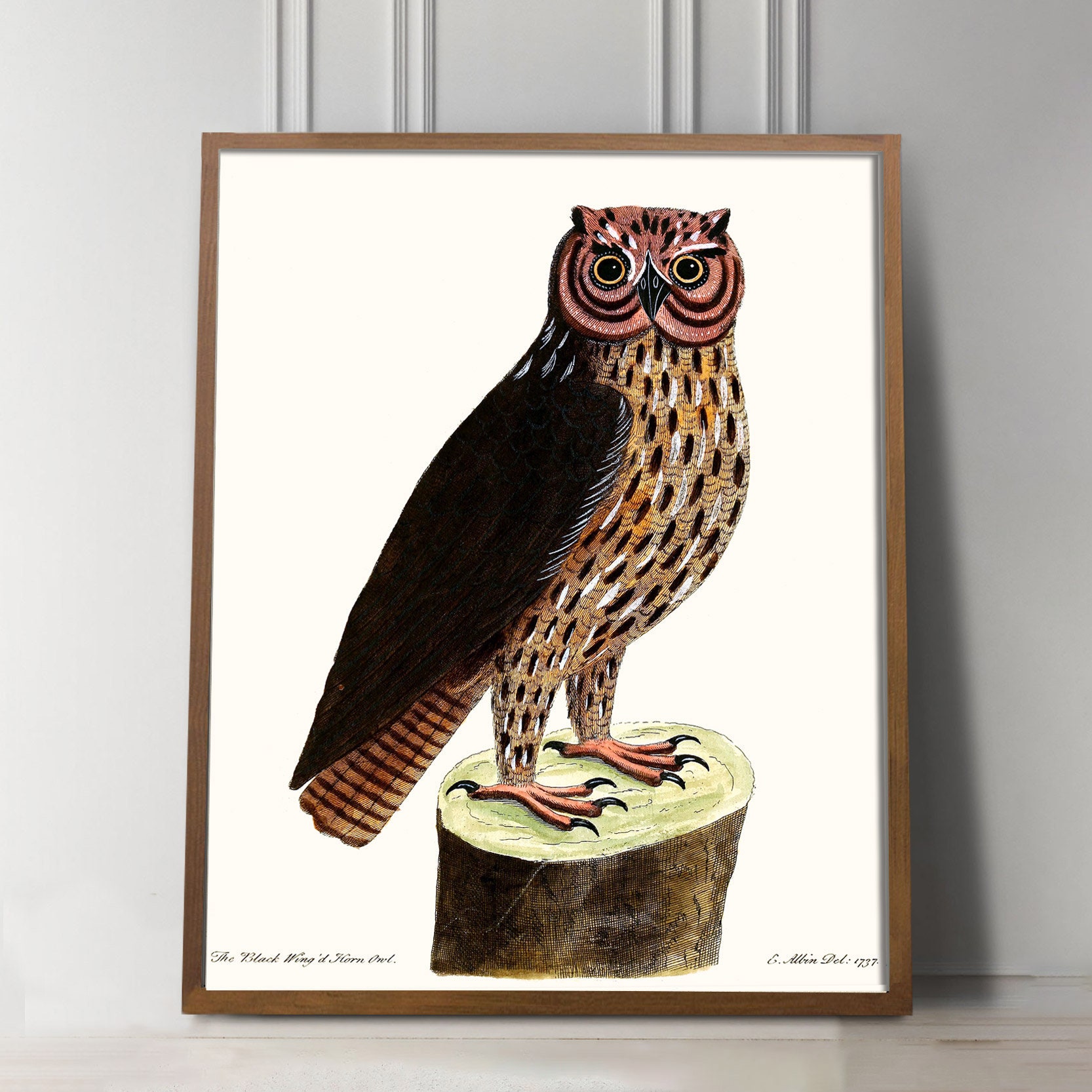 Vintage Owl Art Prints