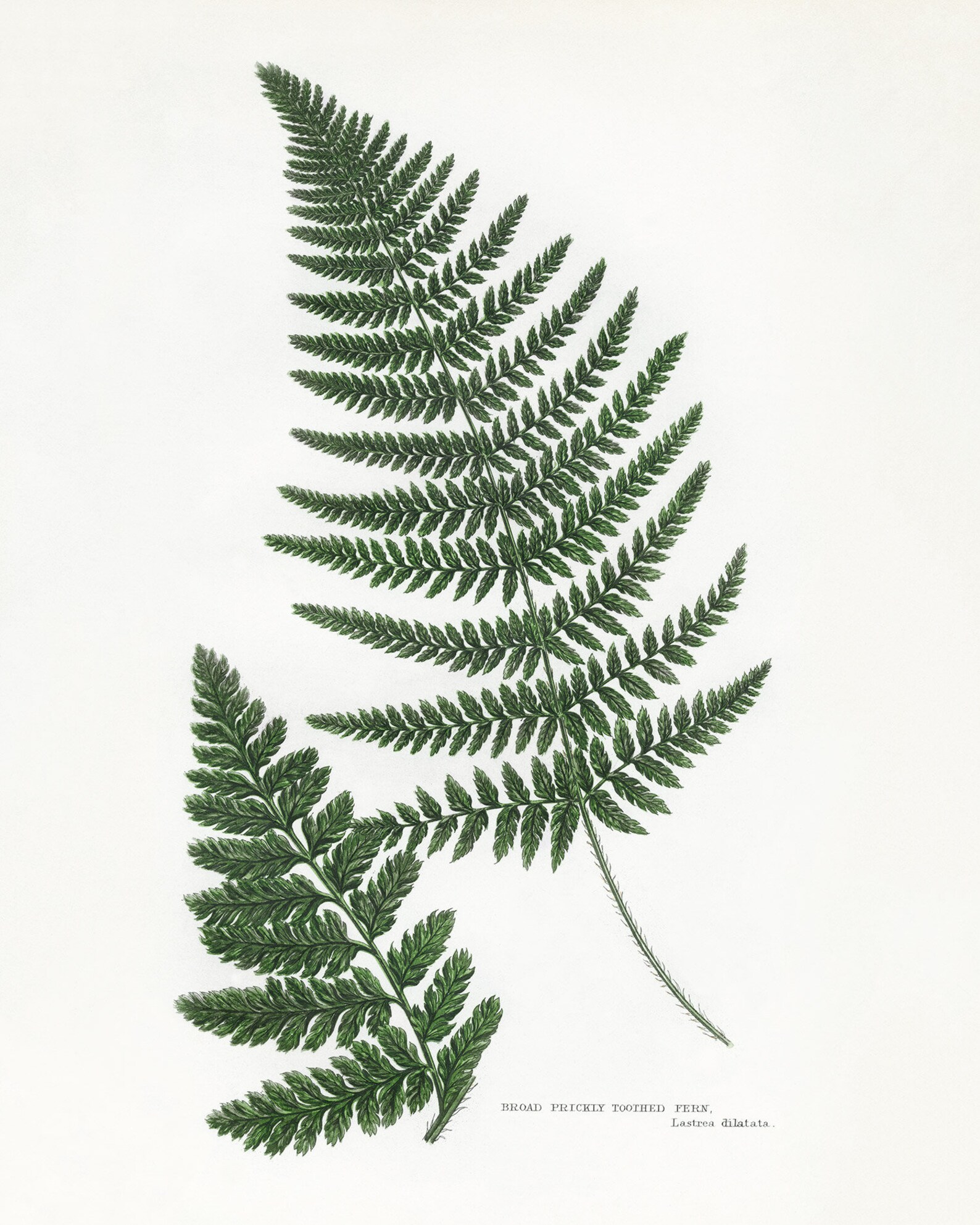 Botanical Print Set of 3 Fern Print Set Set of Fern Prints - Etsy