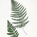 Botanical Print Set of 3 Fern Print Set Set of Fern Prints - Etsy