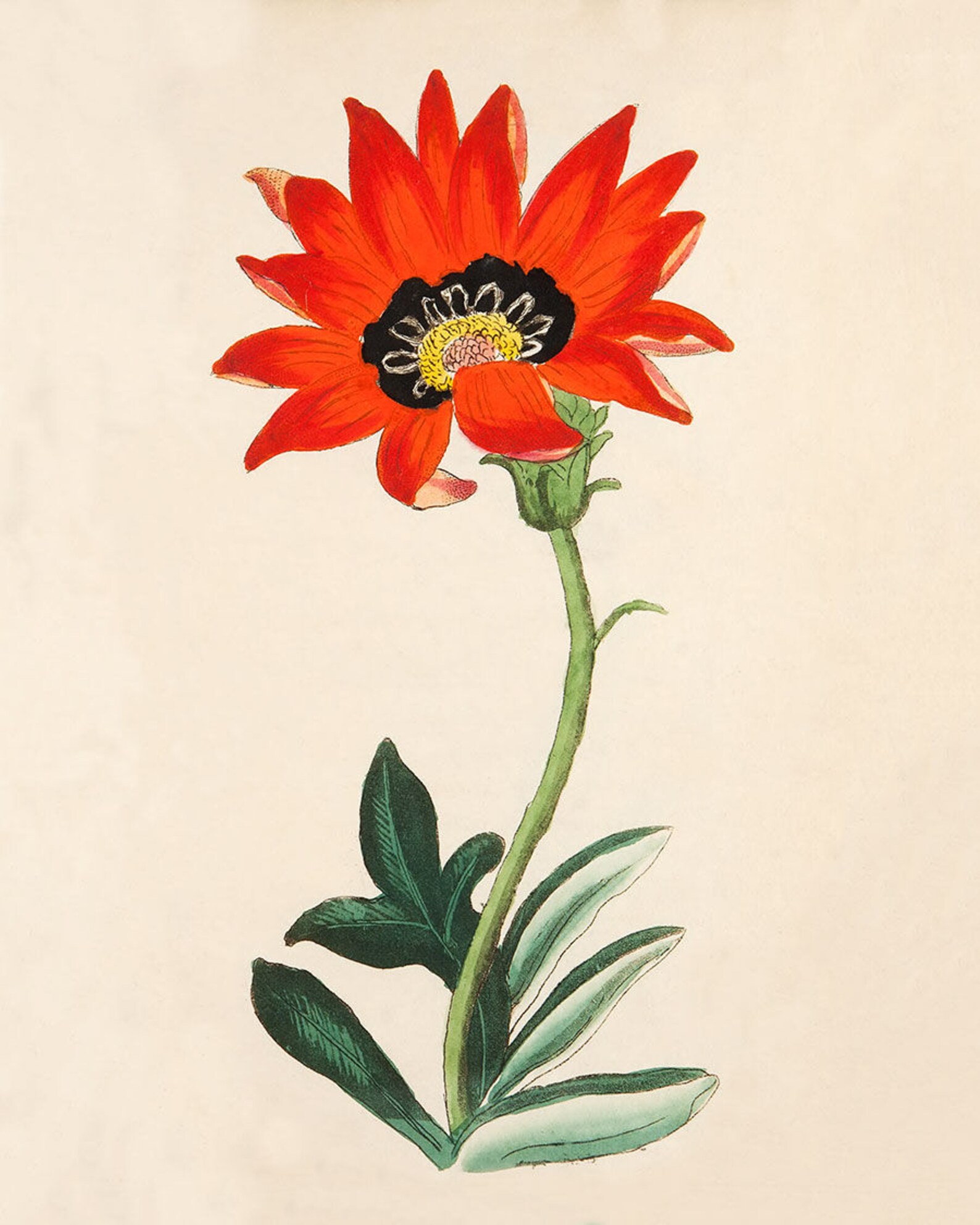 Red Flower Red Botanical Art Victorian Flower Print - Etsy