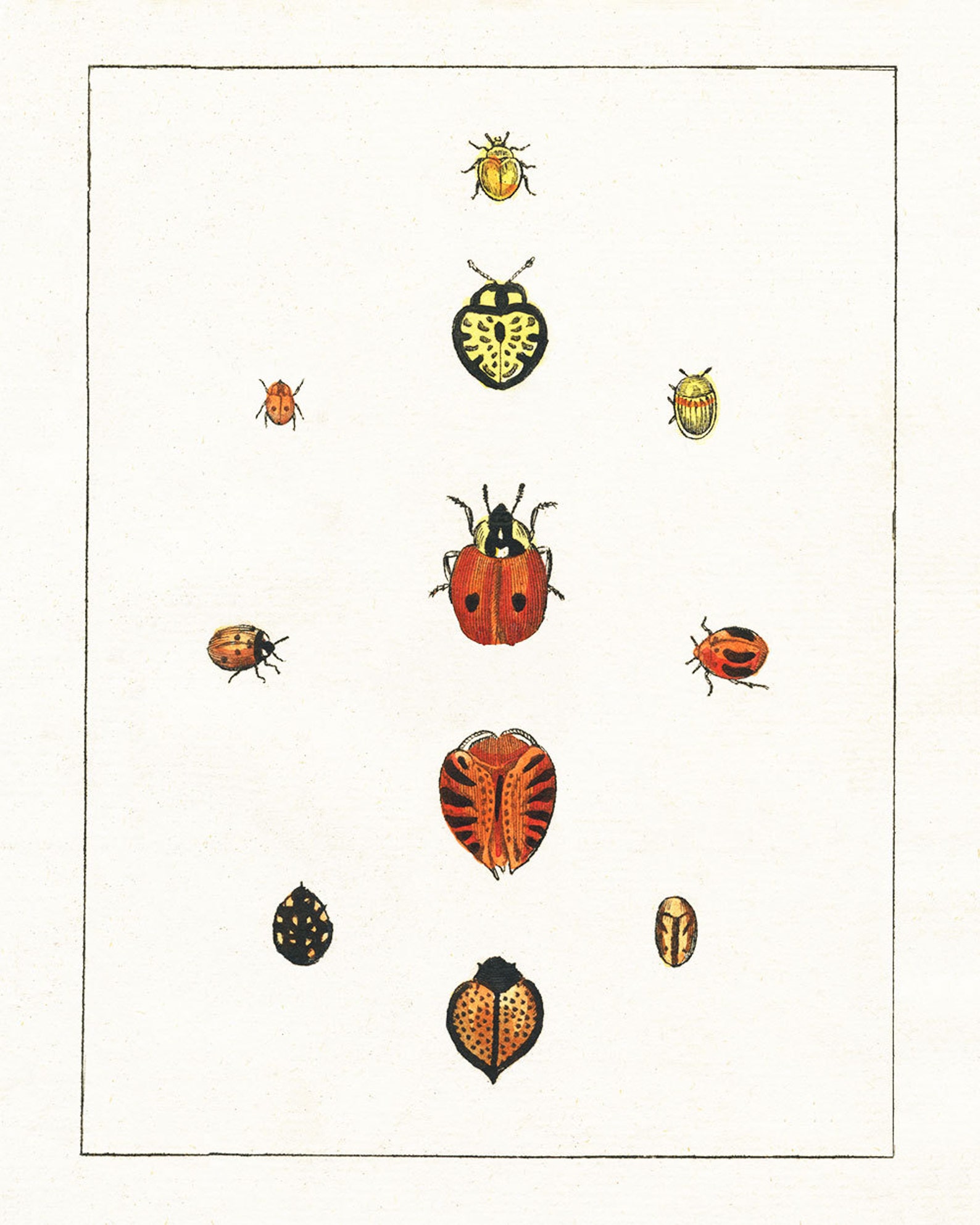 Lady Bug Art Antique Lady Bug Print Insect Art Cabinet of - Etsy