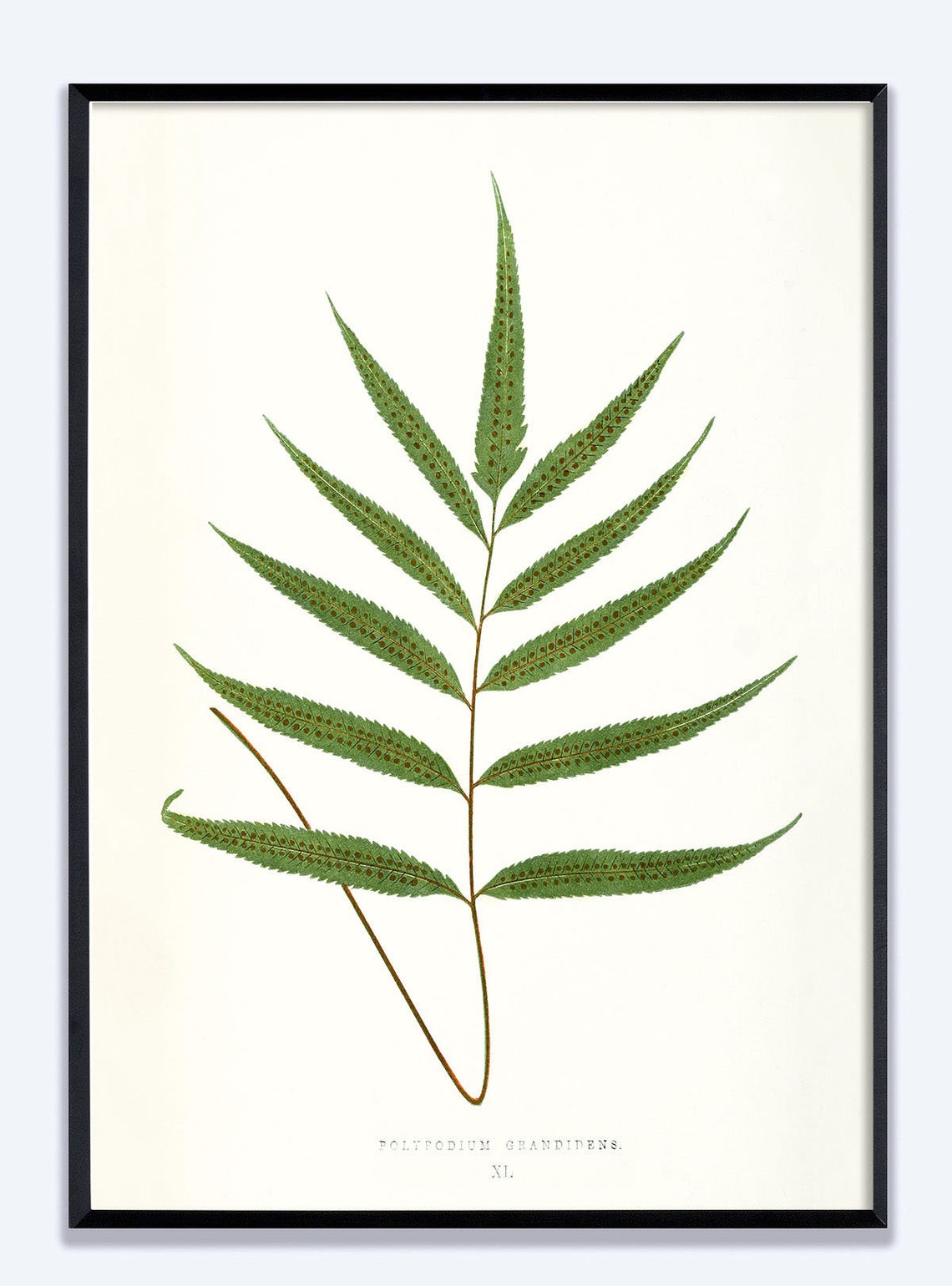 Fern Print Set Fern Prints Set of 4 Set of 4 Fern Prints - Etsy