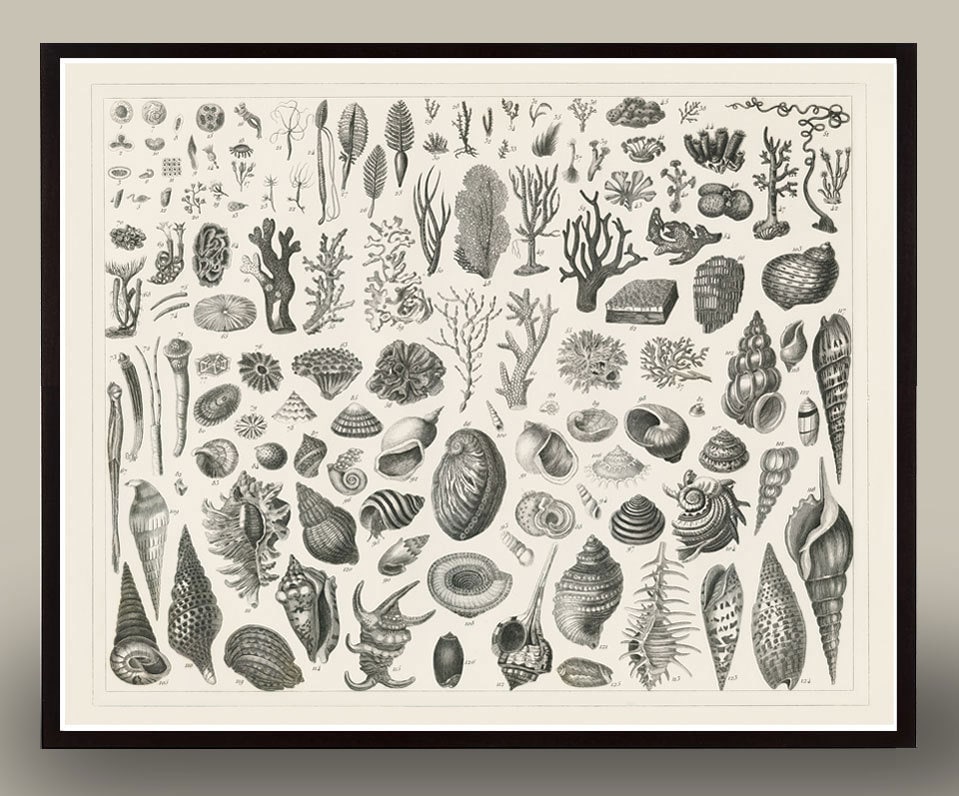 Black and white Sea Shells Antique Print Horizontal Art | Etsy