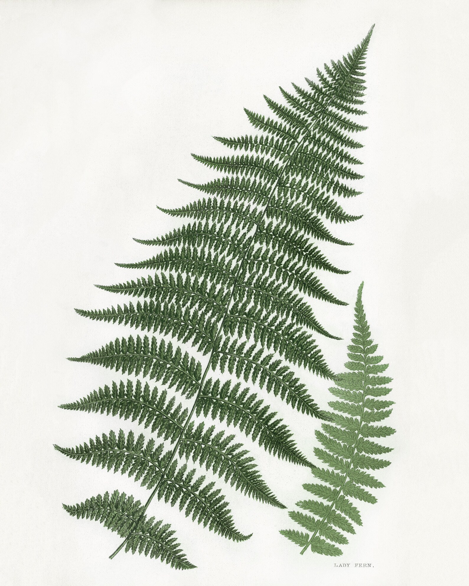 Botanical Print Set of 3 Fern Print Set Set of Fern Prints - Etsy