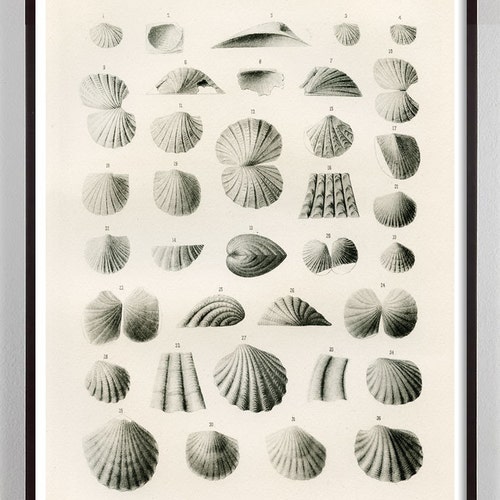 Sea Shell Print Sea Shell Art Black and White Sea Shells | Etsy