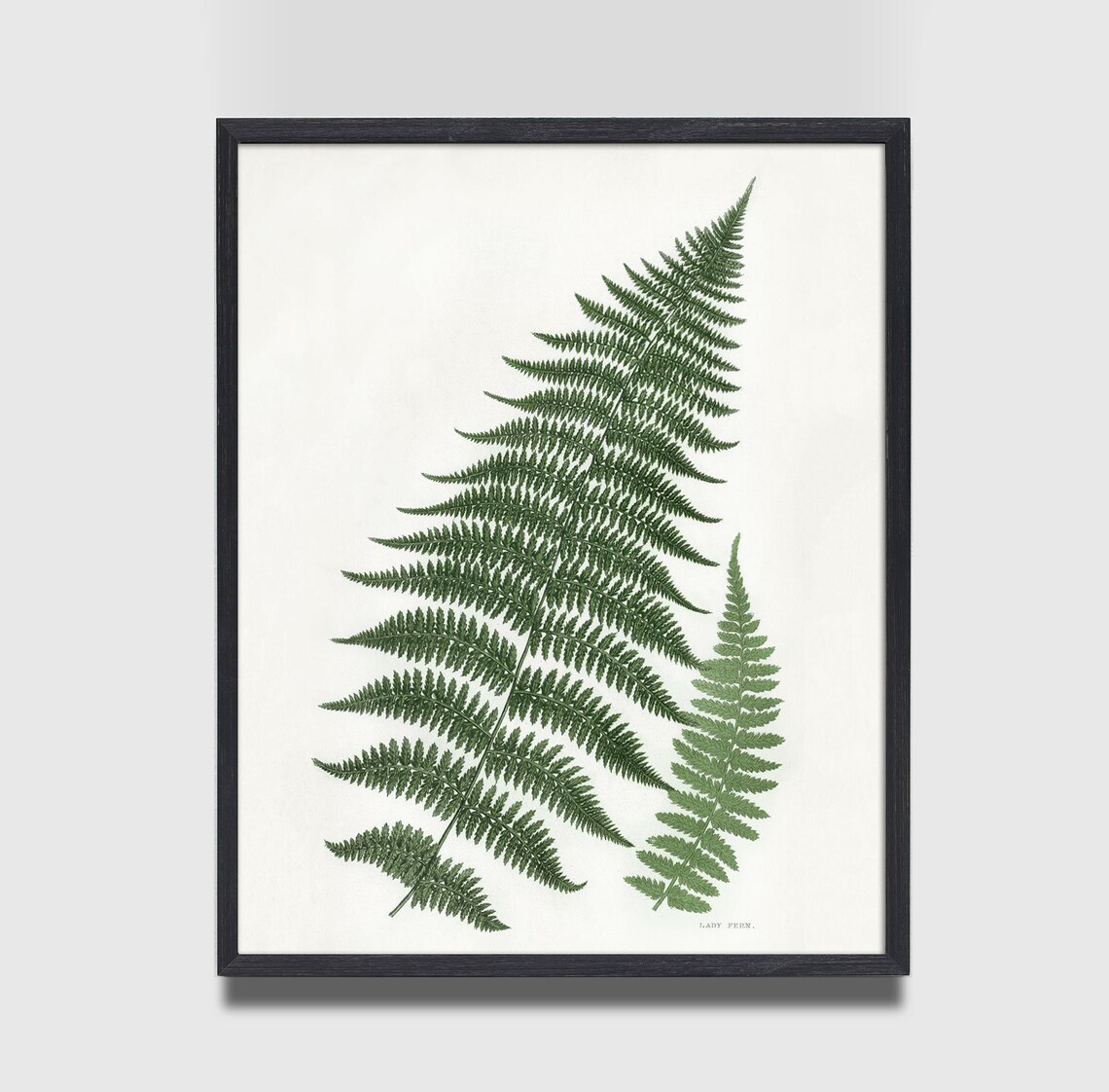 Botanical Print Set of 3 Fern Print Set Set of Fern Prints - Etsy
