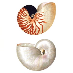 Nautilus Colorful Sea Shell Print #1, Beach Decor, Coastal Decor, Beach ...