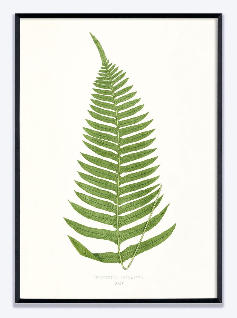 Fern Print Set Fern Prints Set of 4 Set of 4 Fern Prints - Etsy