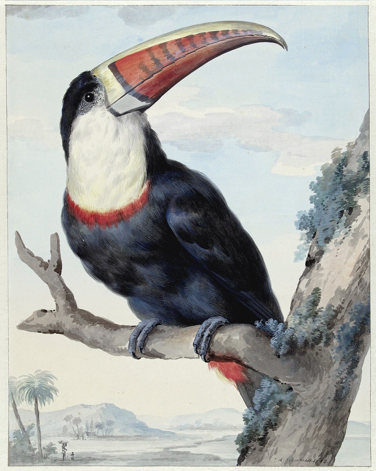 Antique Bird Print of Toucan, Bird Art, Colorful Bird Art, Audubon Art ...