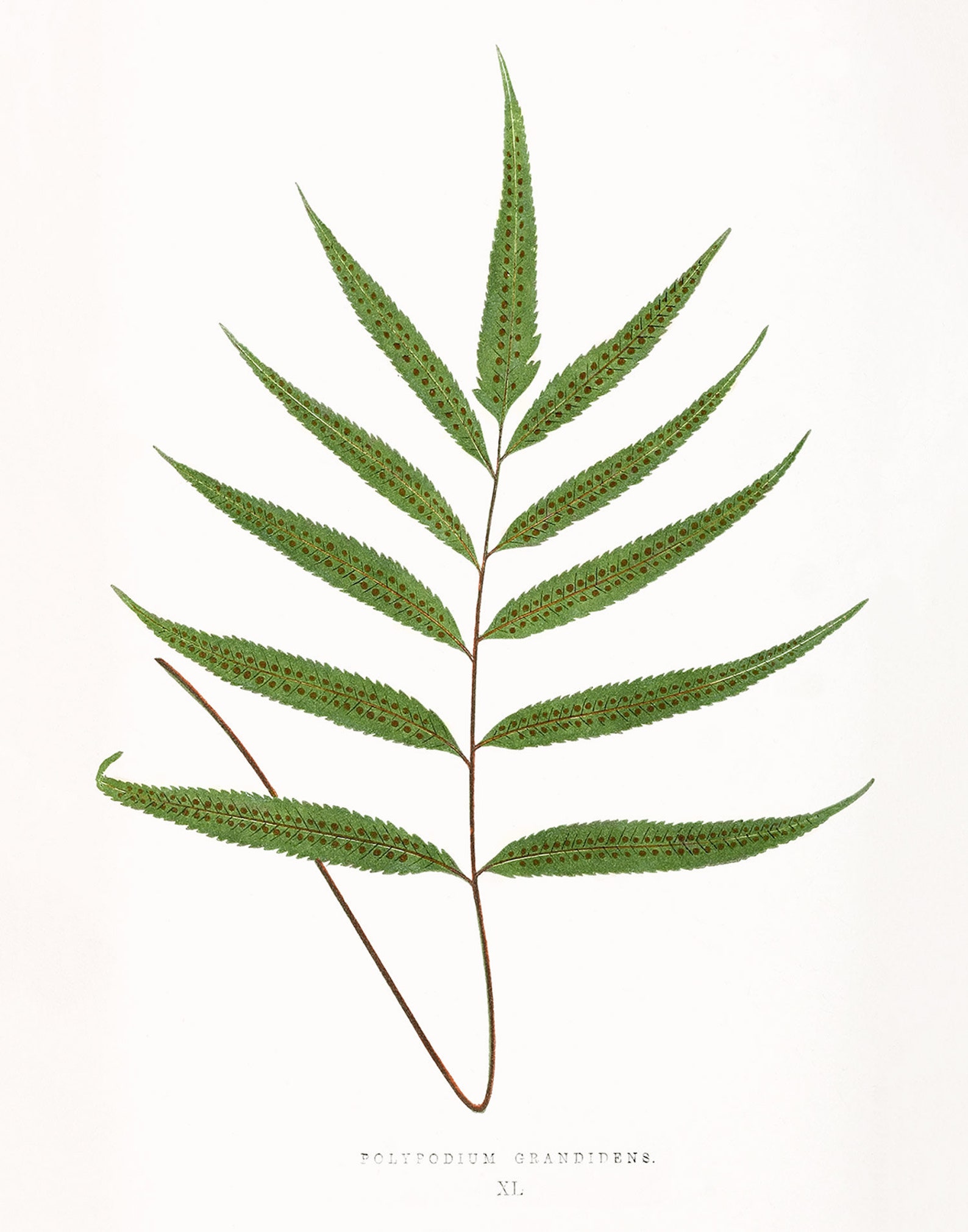 Fern Print Set, Fern Prints Set of 4, Set of 4 Fern Prints, Botanical ...