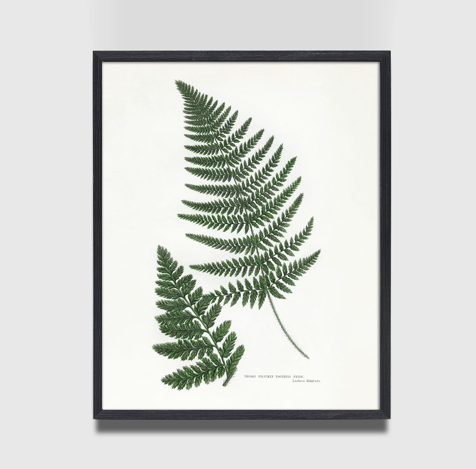 Botanical Print Set of 3 Fern Print Set Set of Fern Prints - Etsy