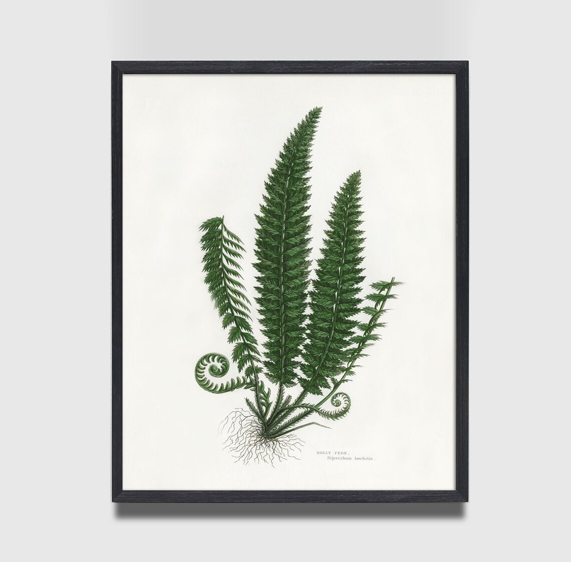 Botanical Print Set of 3 Fern Print Set Set of Fern Prints - Etsy