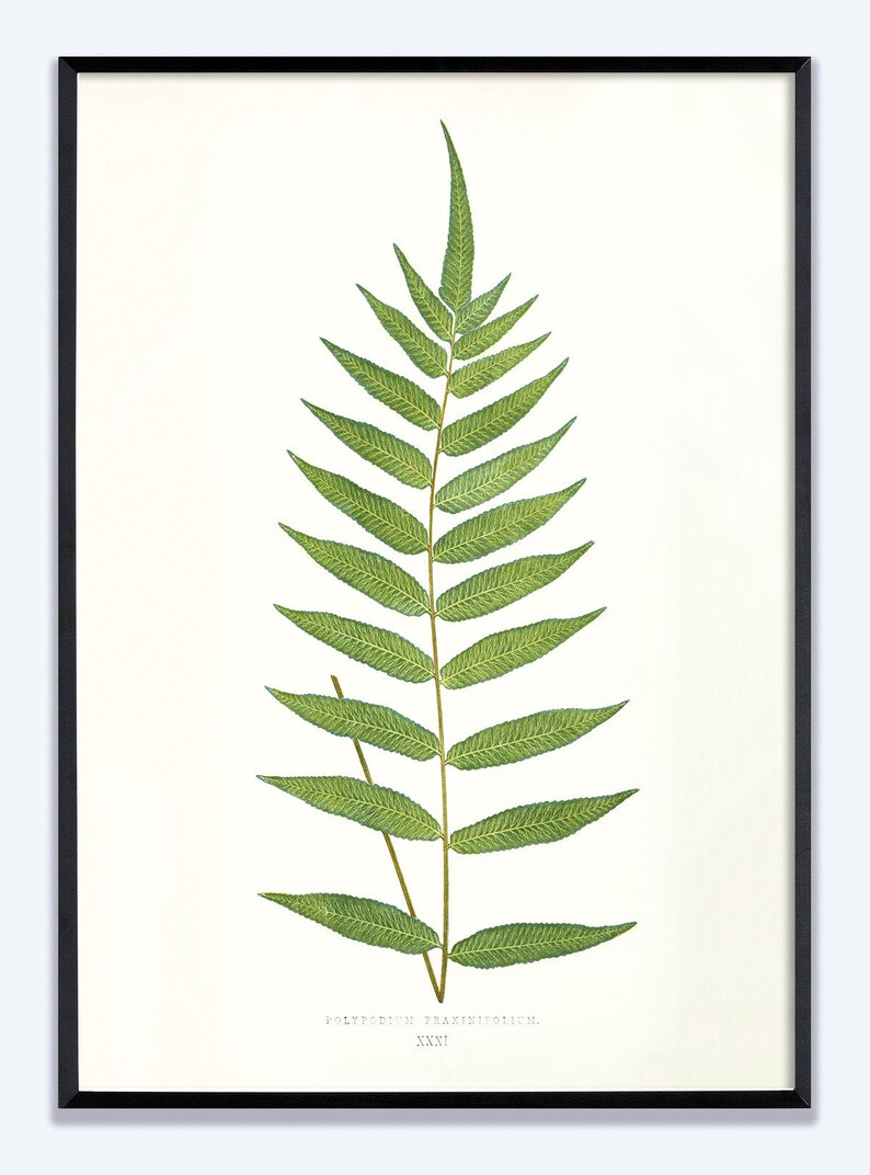 Fern Print Set Fern Prints Set of 4 Set of 4 Fern Prints - Etsy