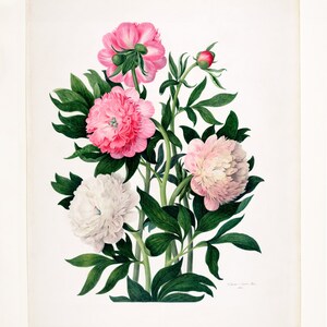 Victorian Botanical Print Set of 6, Botanical Wall Art Floral Prints ...