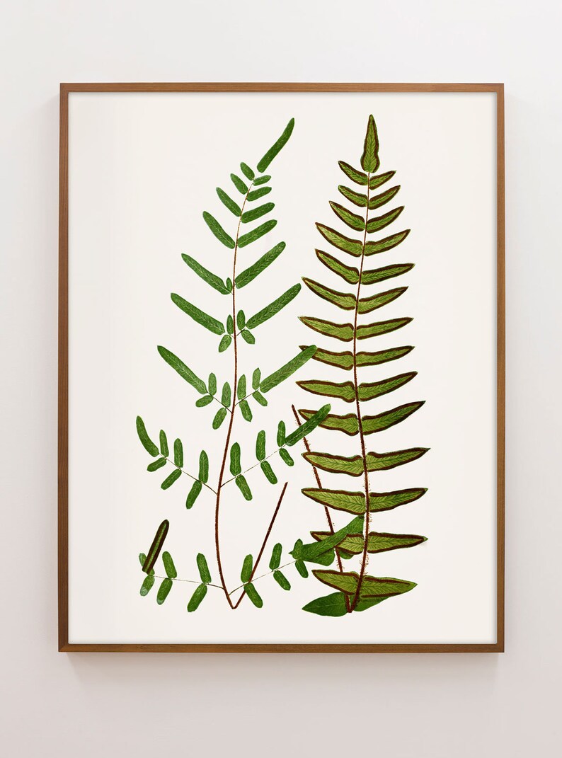 Fern Print Set Fern Prints Set of 6 or 8 Fern Prints - Etsy