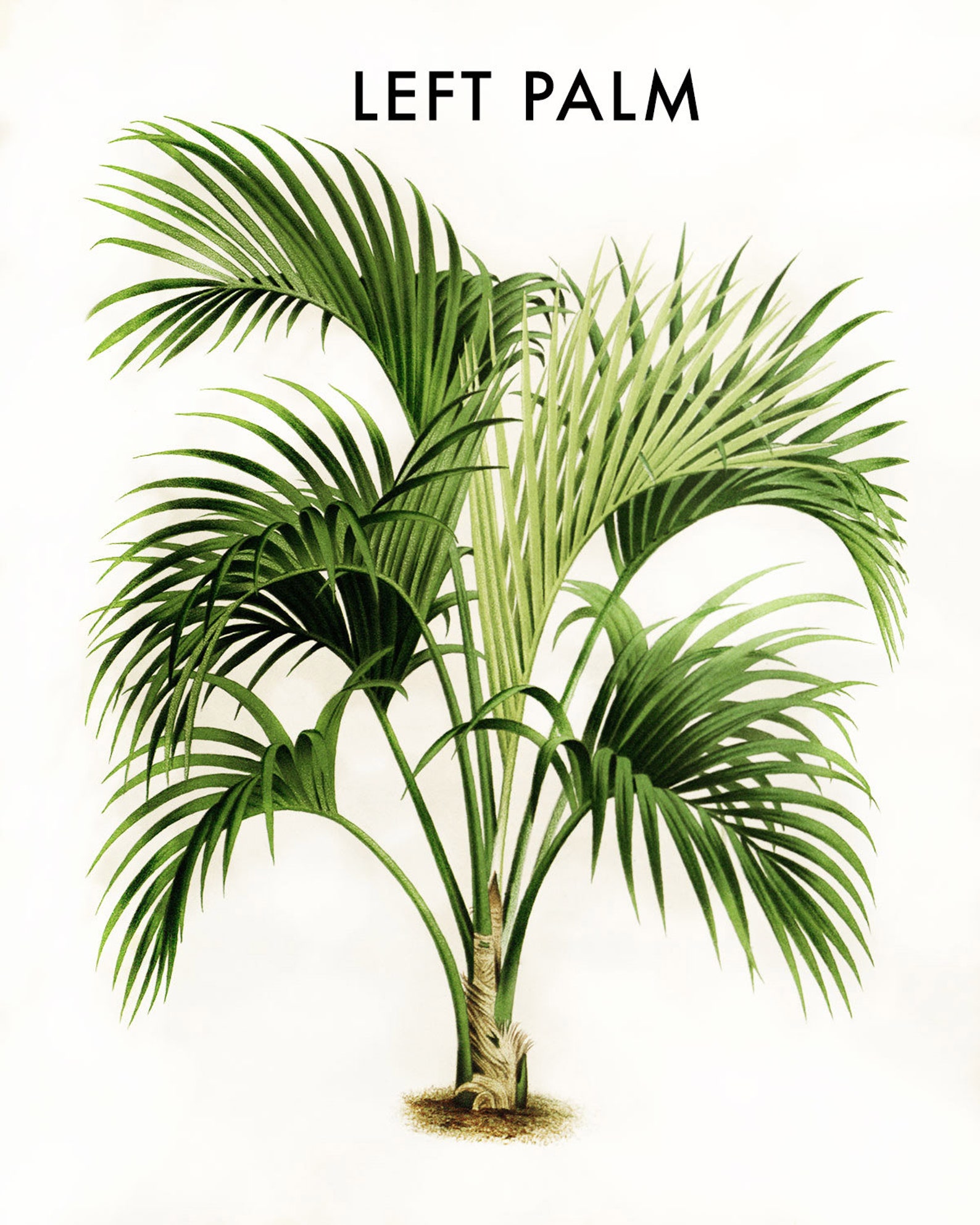 Palm Leaf Botanical Art Set | Palm Fronds | Palm Leaf Print | Palm Wall ...