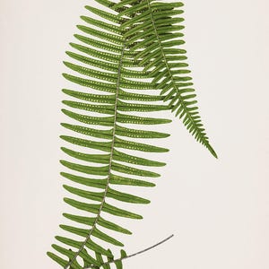 Fern Print Set, Fern Prints Set of 8, Set of 8 Fern Prints, Botanical ...