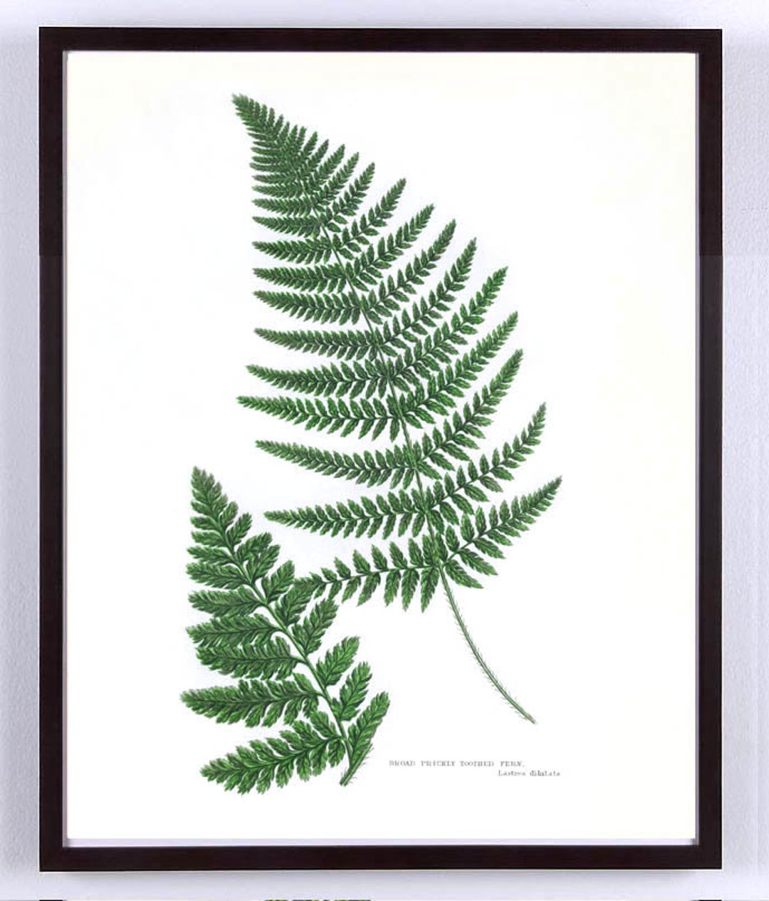 Vintage Fern Print, Fern Print, Vintage Fern Art, Antique Fern ...