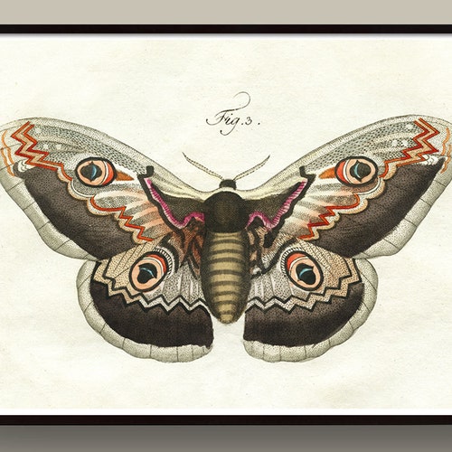 Vintage Butterfly Print Victorian 1800s Antique Moth Colored - Etsy
