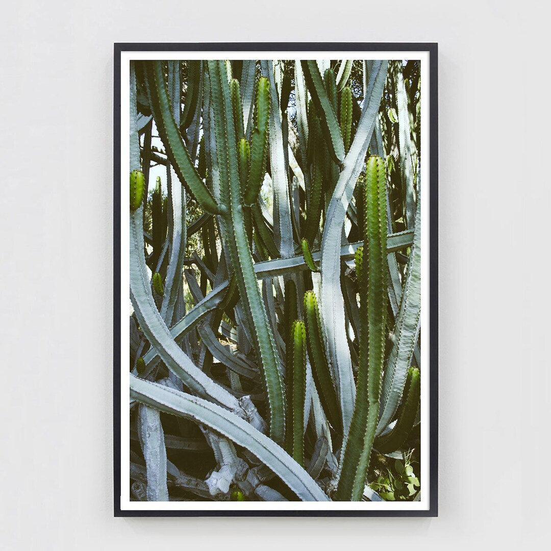 Large Modern Cactus Photograph on Fine Art Paper, Cactus Wall Art ...