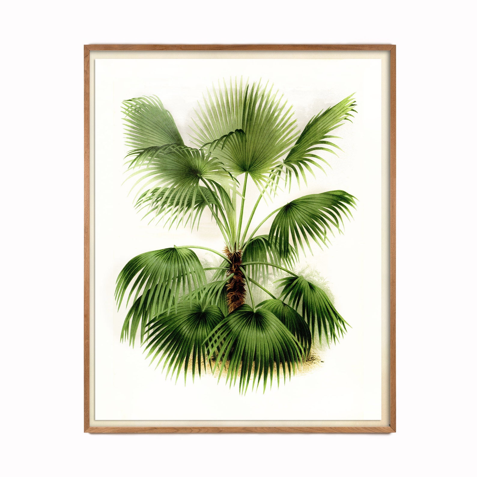Palm Leaf Botanical Art Set Palm Fronds Palm Leaf Print - Etsy