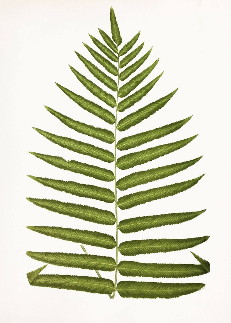 Fern Print Set Fern Prints set of 12 set of 12 fern prints | Etsy