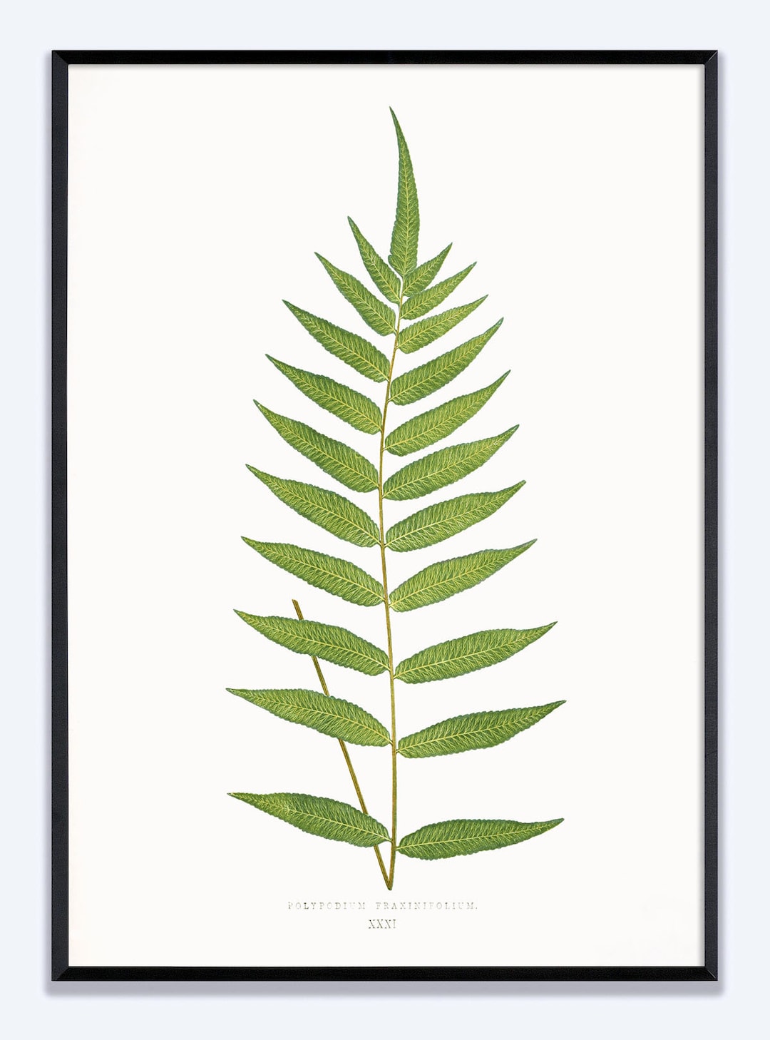 Fern Wall Art, Fern Botanical Art, Fern Print, Fern Illustration ...