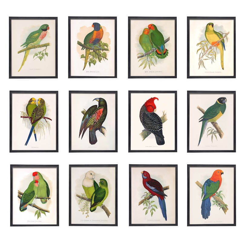 Tropical Bird - Etsy